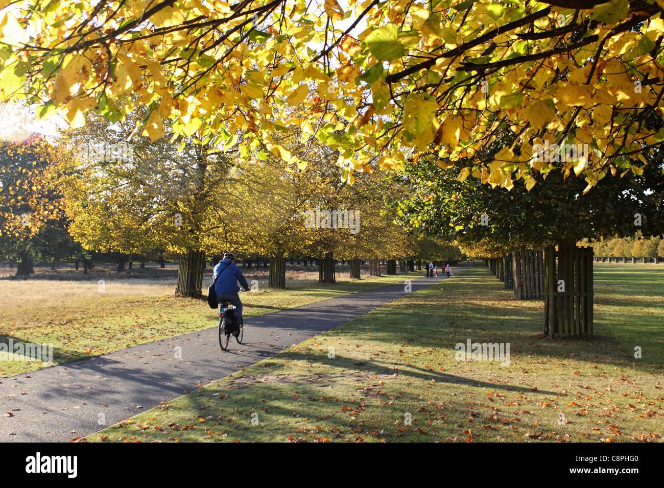 Bushy Park is one of London's Royal Parks near Hampton Court in south ...