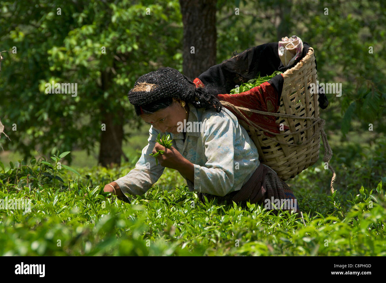 Female tea picker with full basket Gurung Tea Estate Kurseong West ...