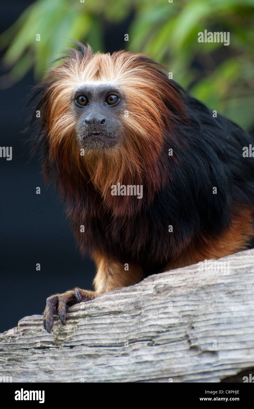 Golden Headed Lion Tamarin Stock Photo - Alamy