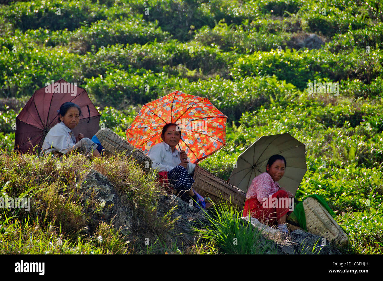 Female tea pickers hi-res stock photography and images - Alamy