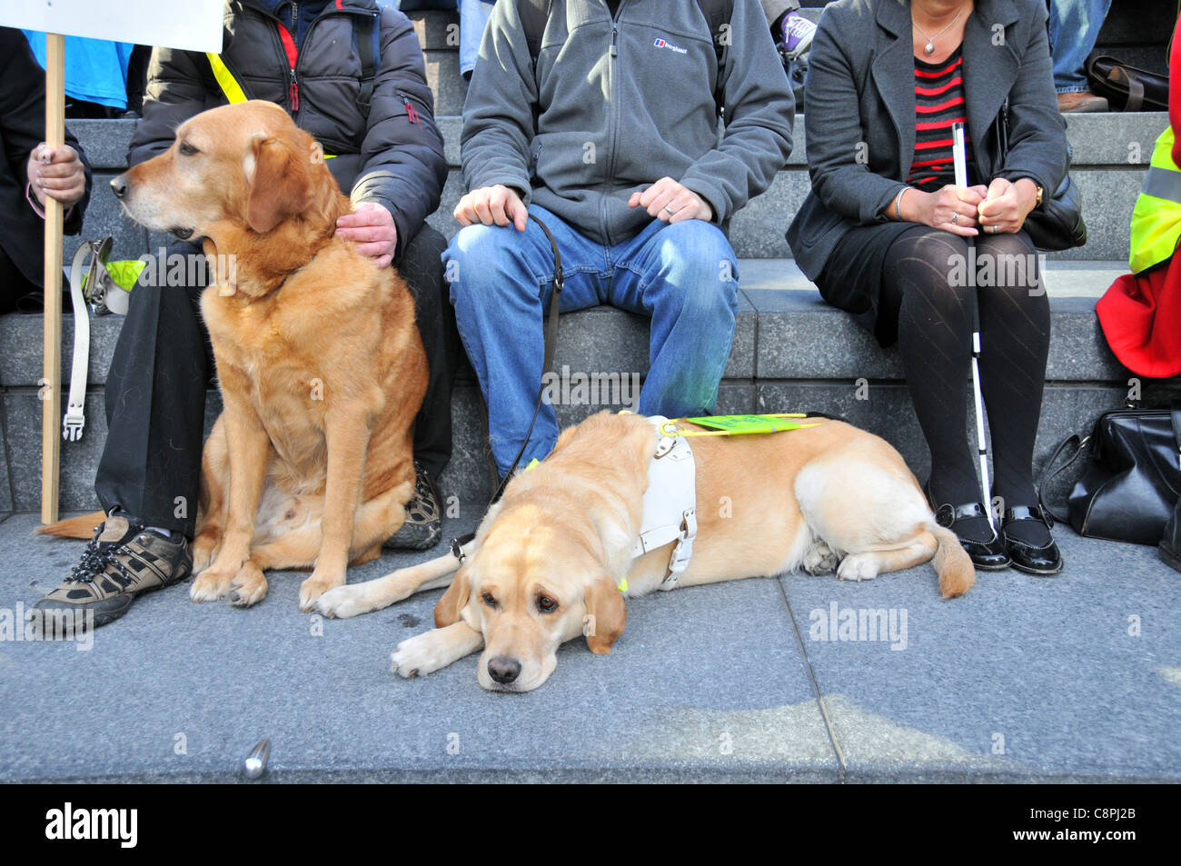 Blind Person Dog High Resolution Stock Photography and Images - Alamy