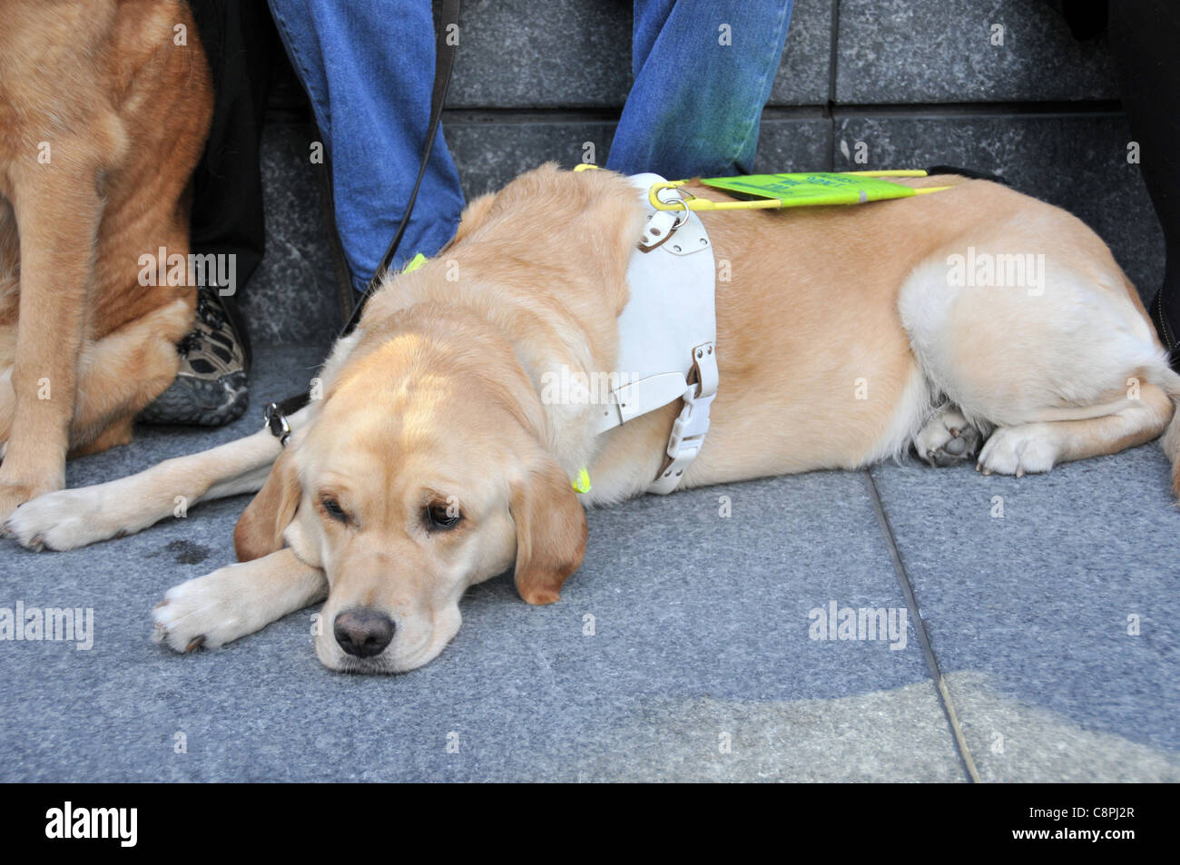 Blind person hi-res stock photography and images - Alamy