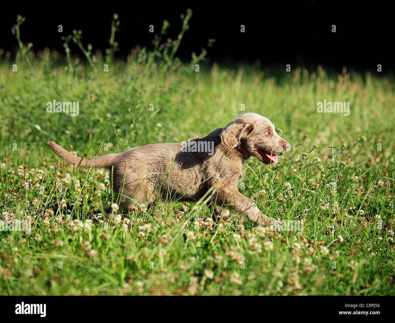 Puppy of hound Stock Photo - Alamy