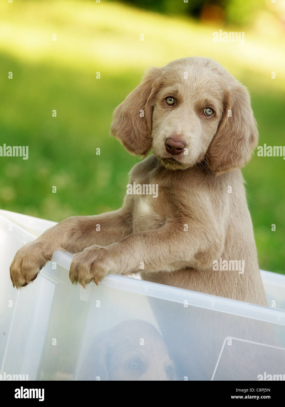 Puppy of hound Stock Photo - Alamy