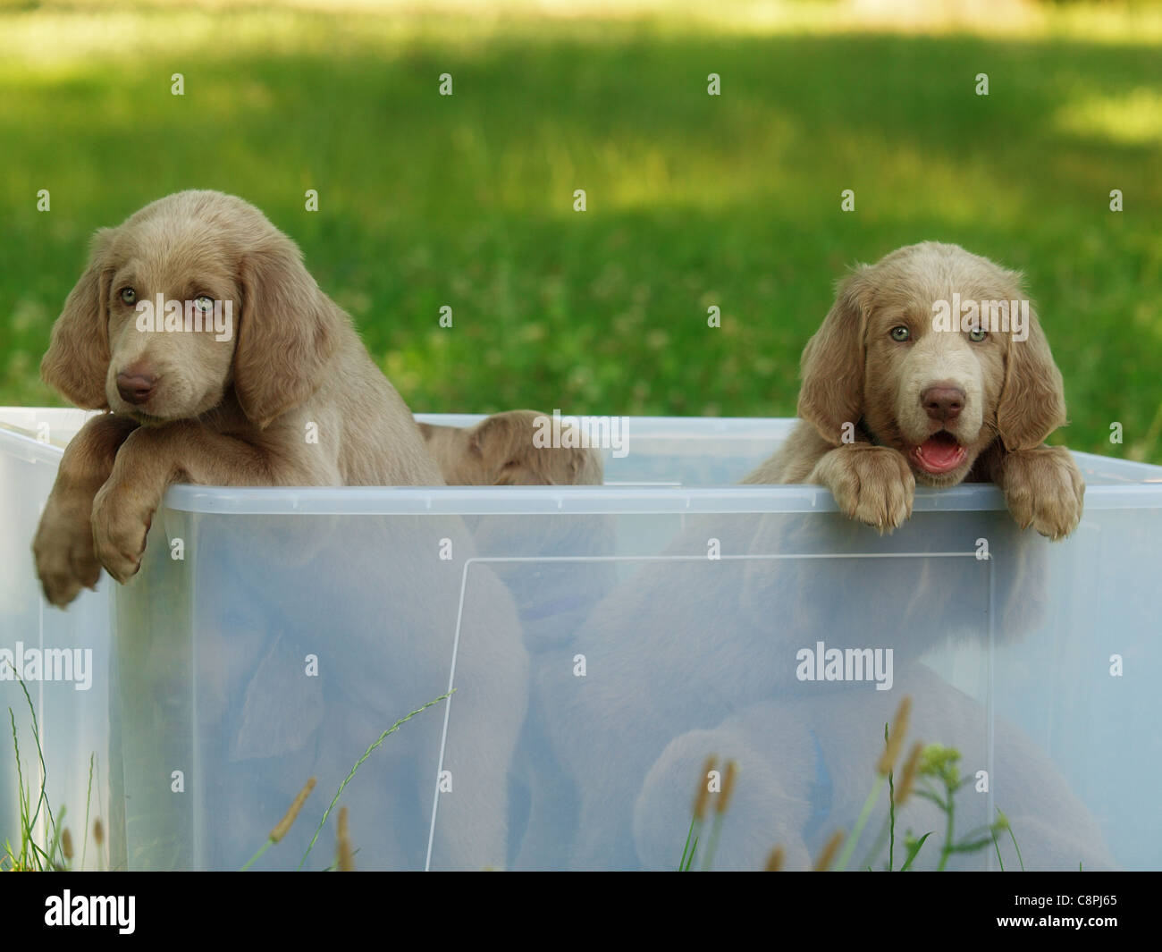 Puppy of hound Stock Photo - Alamy