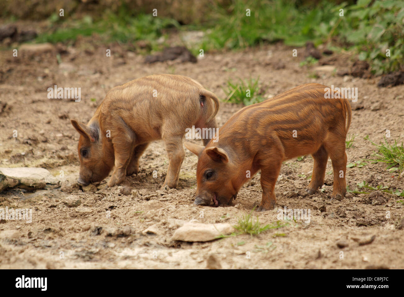 Wild boar cub hi-res stock photography and images - Alamy