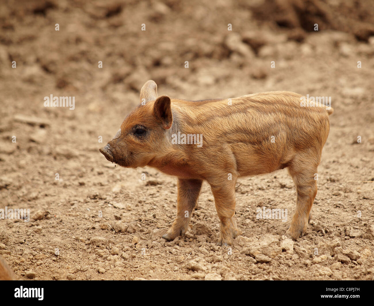 Wild boar cub hi-res stock photography and images - Alamy
