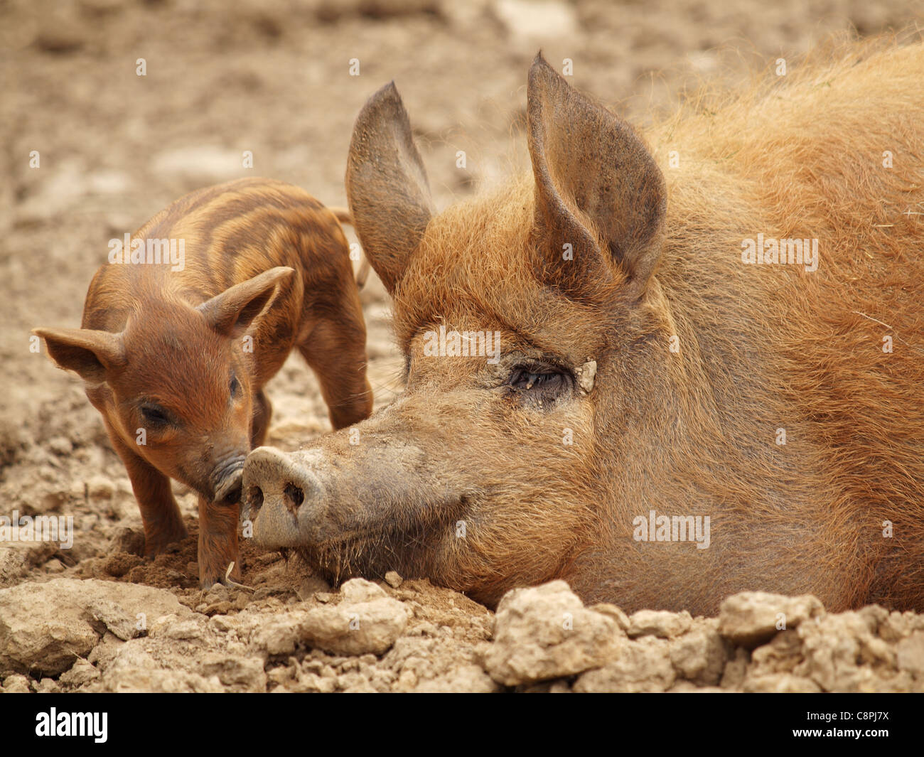 Little pig with mother Stock Photo - Alamy