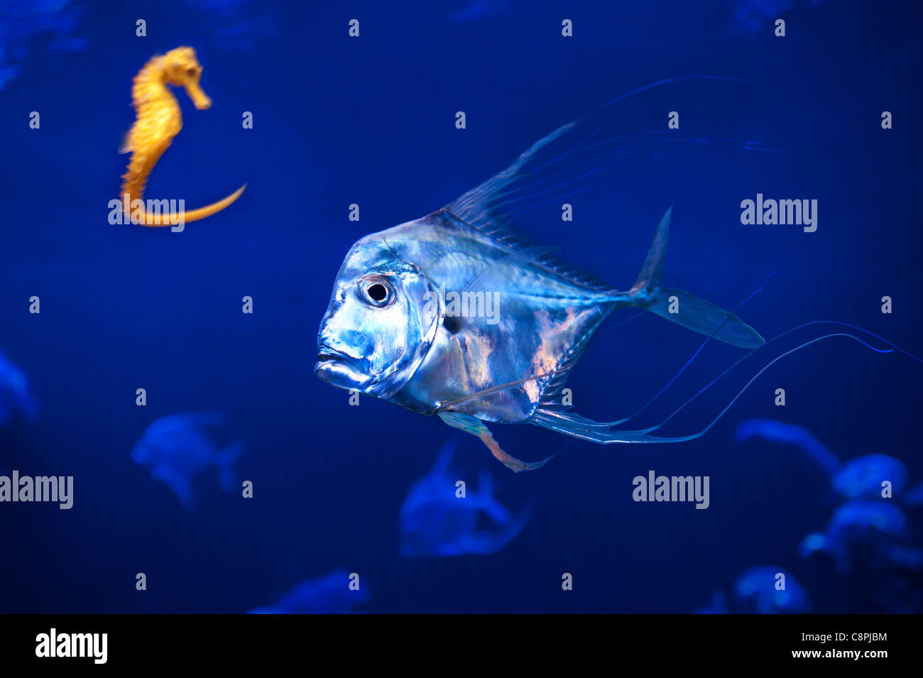 Horse fish hi-res stock photography and images - Alamy