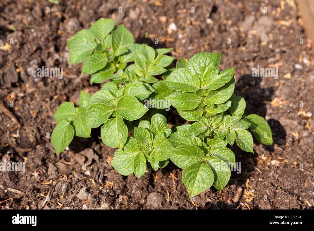 Growing sprouting hi-res stock photography and images - Alamy