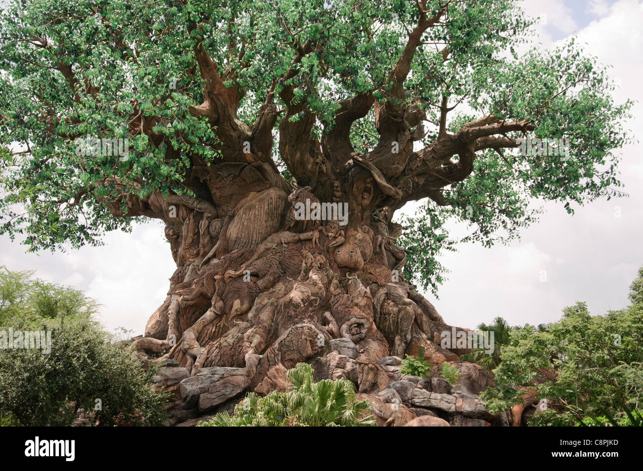 the tree of life in animal kingdom Stock Photo - Alamy