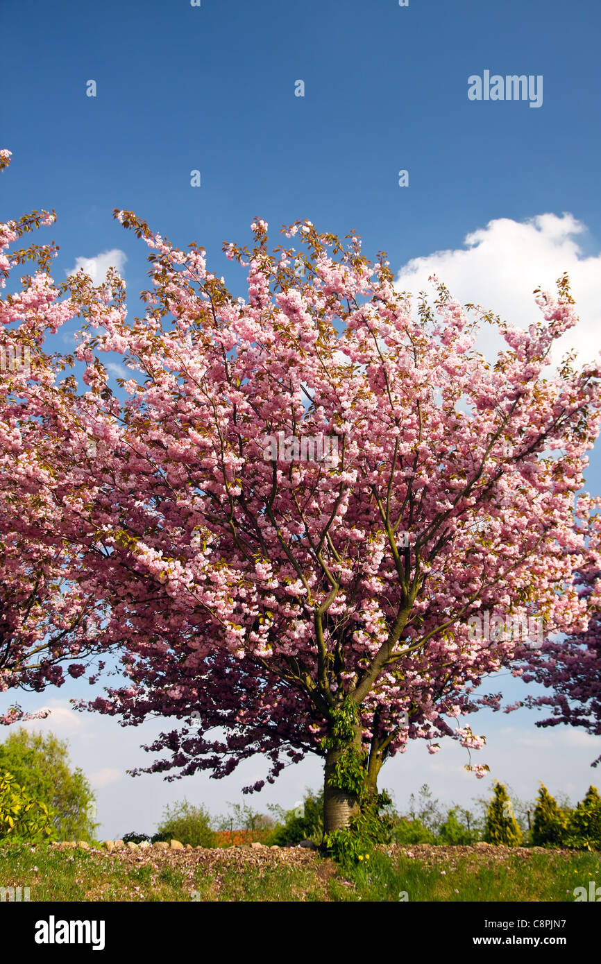 Apple tree in the region called "Alte Land", near Hamburg, Germany ...