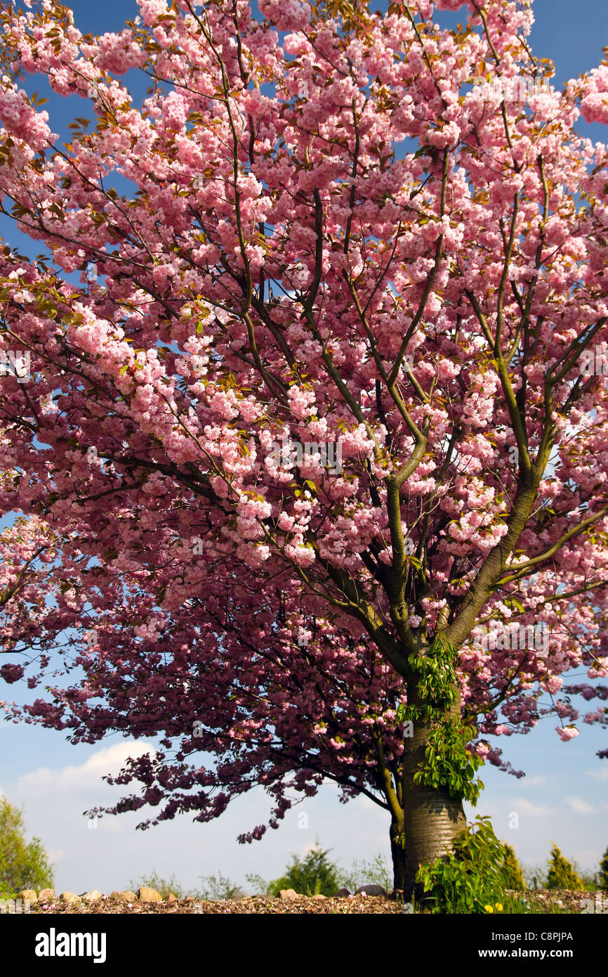 Apple tree in the region called "Alte Land", near Hamburg, Germany ...