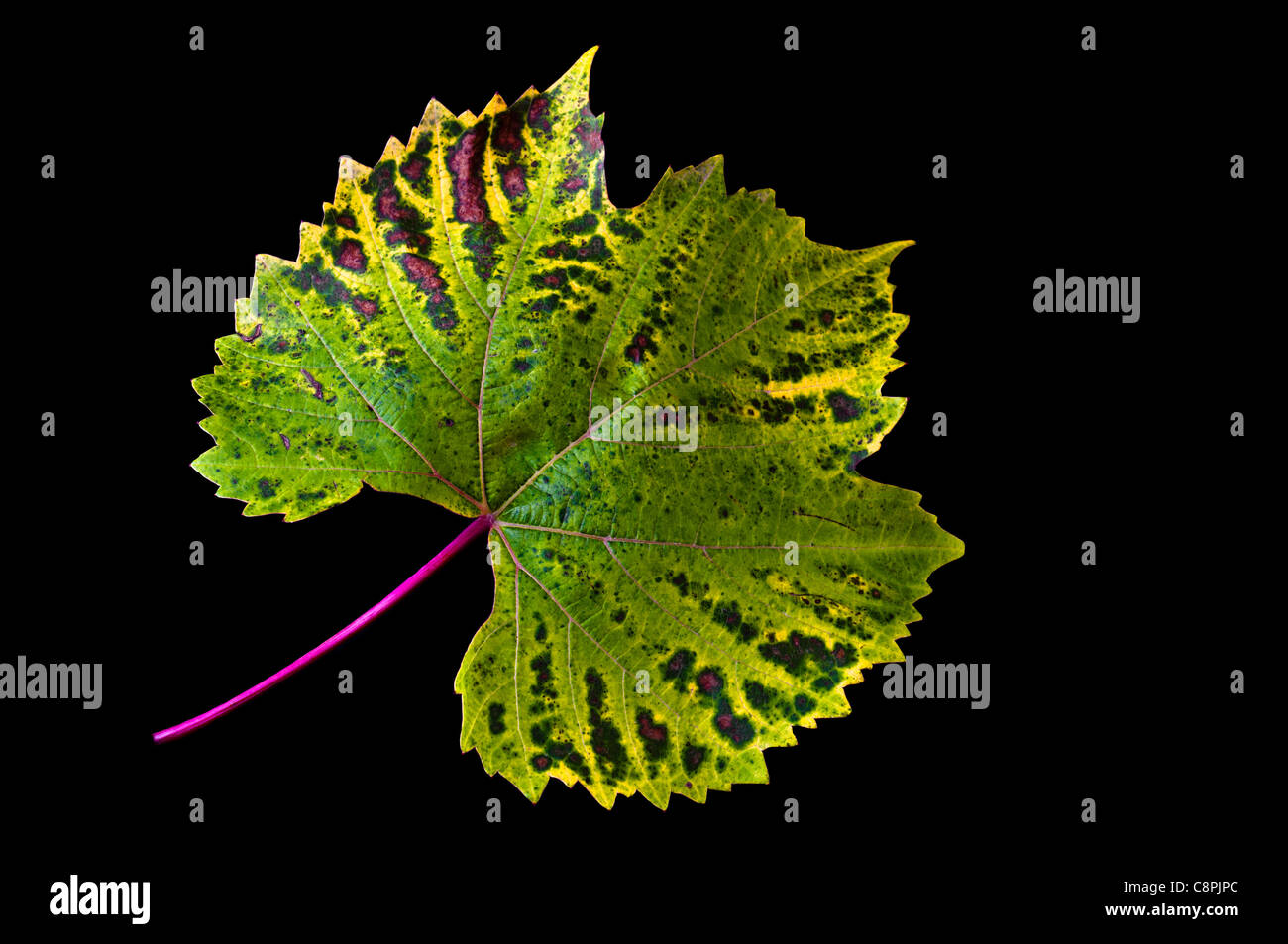 Close vine leaf hi-res stock photography and images - Alamy