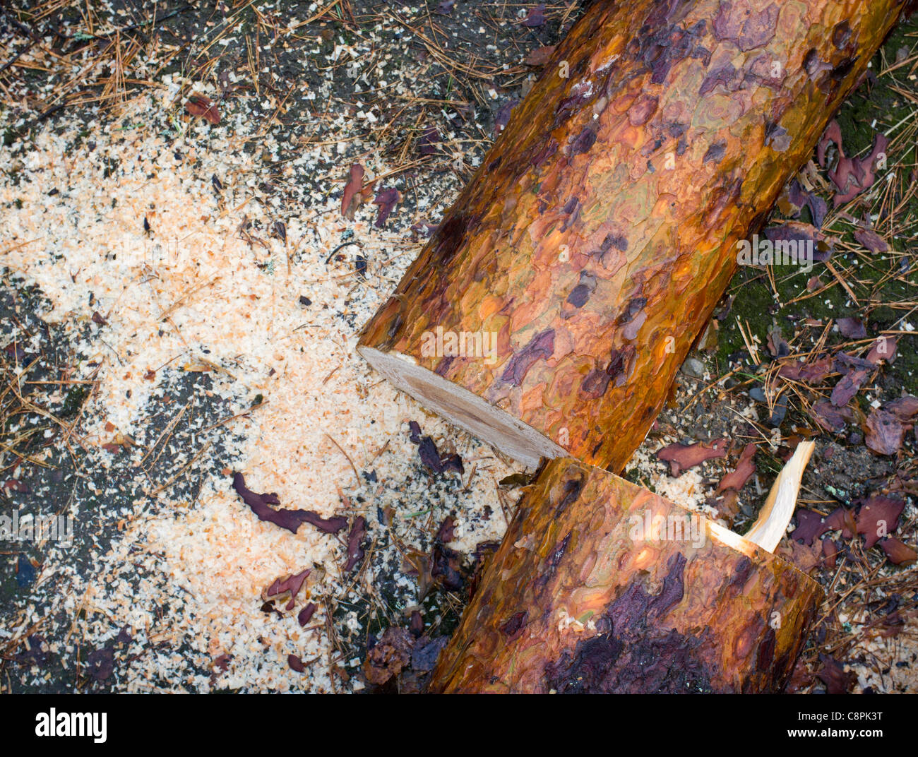 Log cut ends hi-res stock photography and images - Alamy