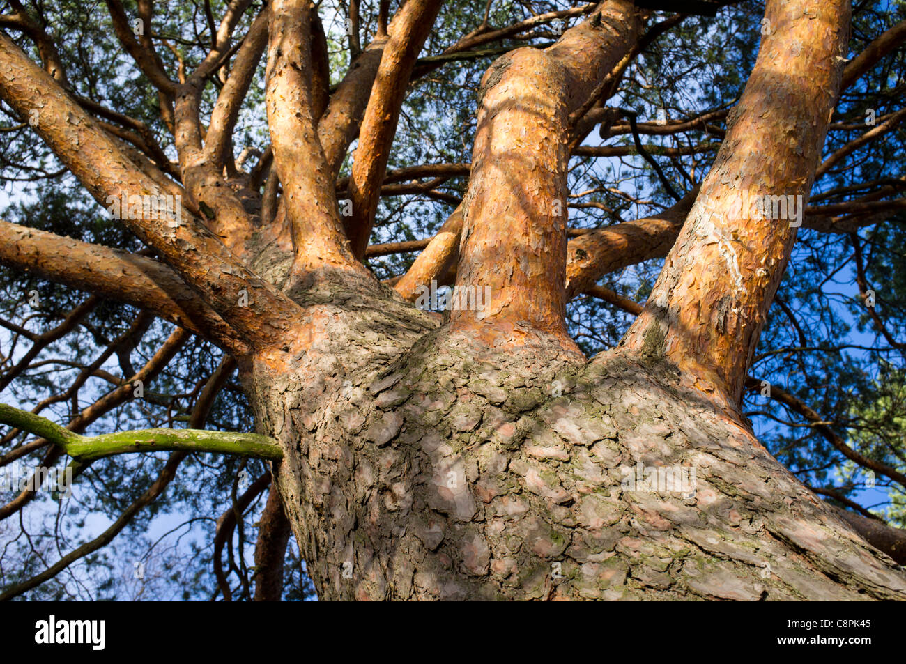 Closeup of an European pine tree ( Pinus sylvestris ) tree trunk , bark ...