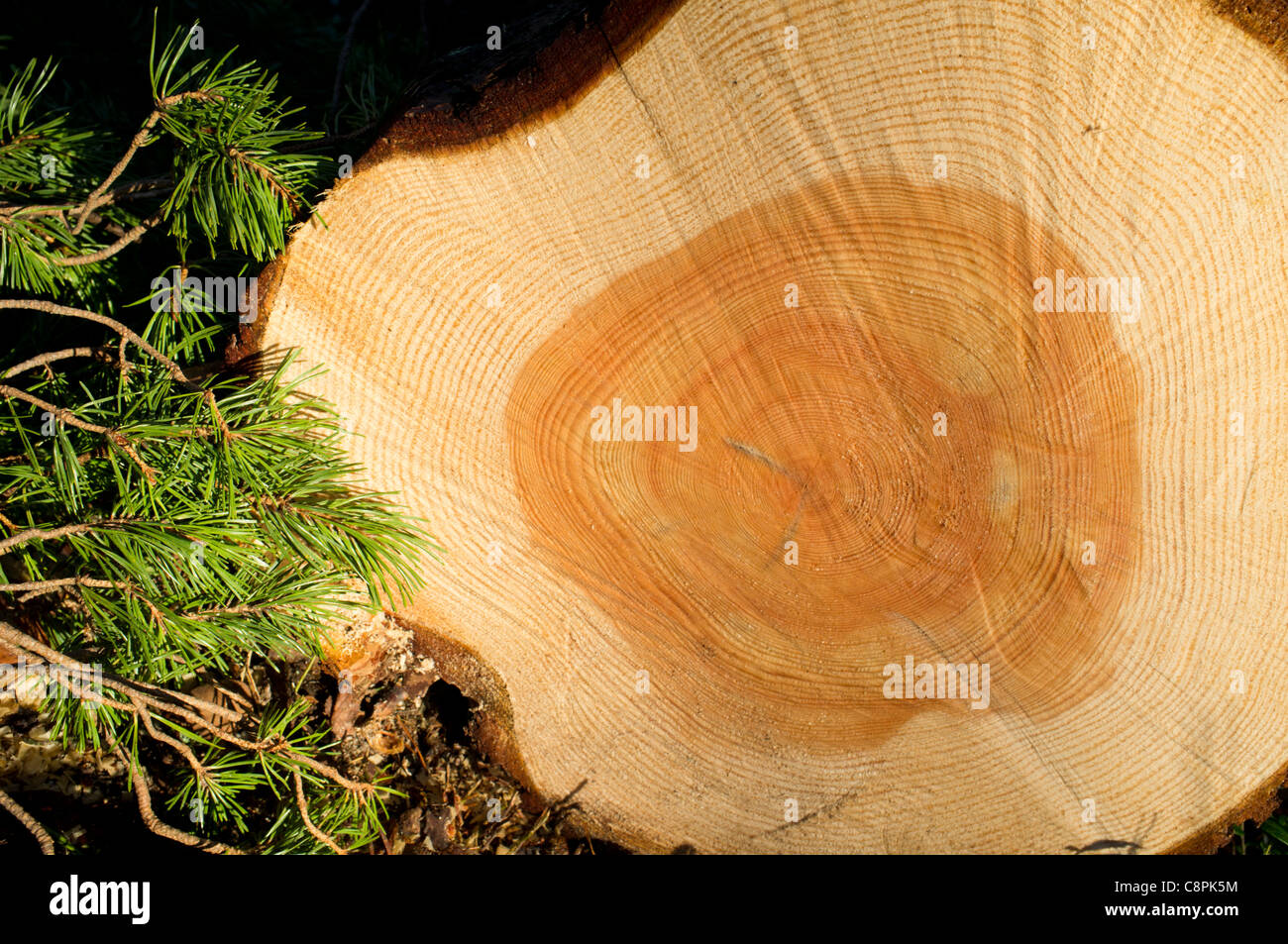 Cross section pinus hi-res stock photography and images - Alamy