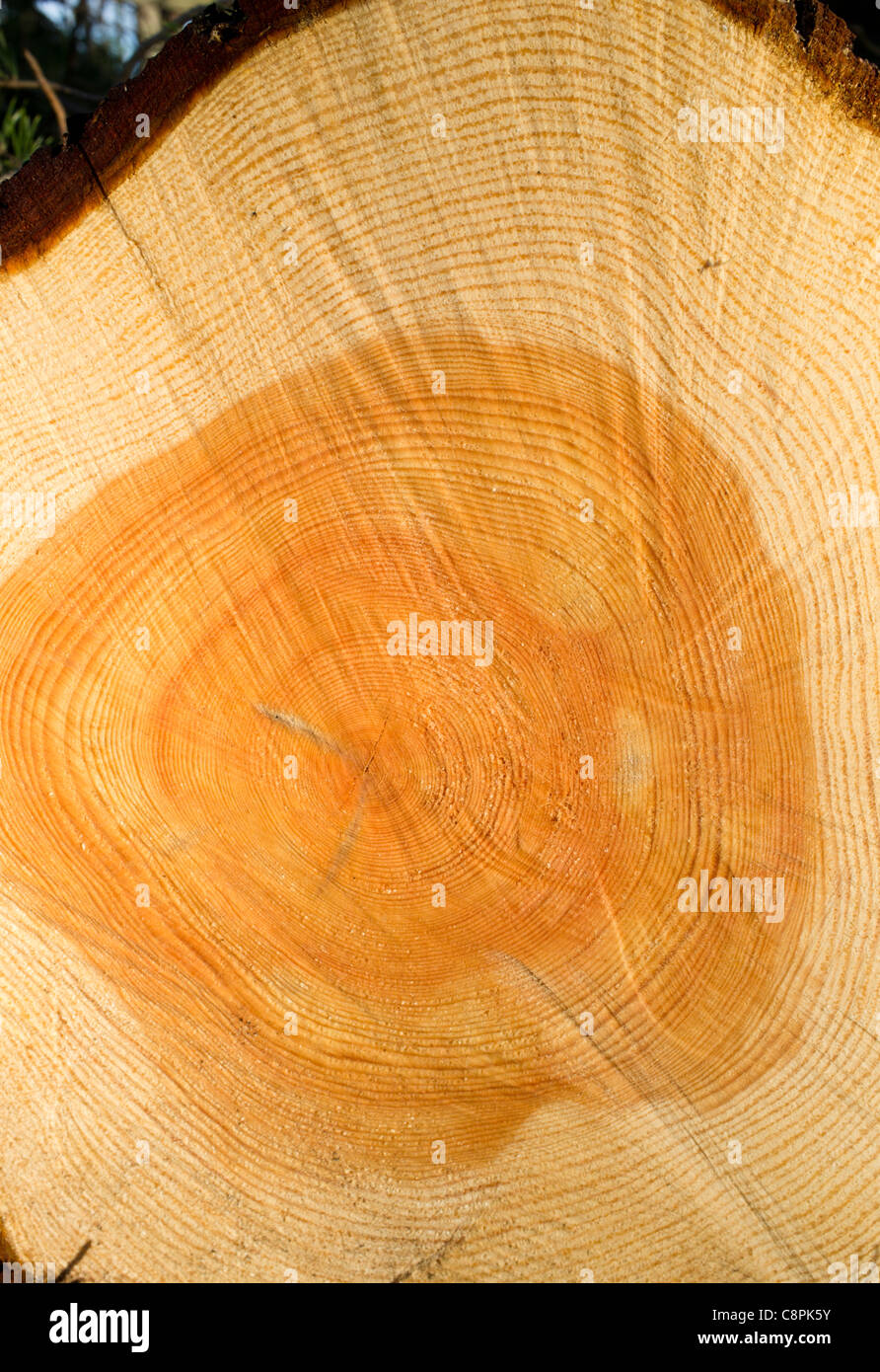 Growth Ring Pine High Resolution Stock Photography and Images - Alamy