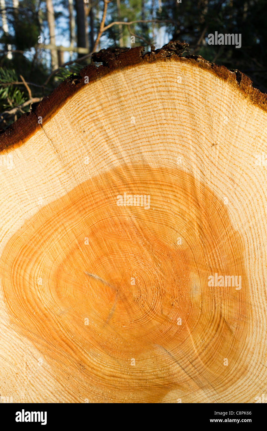 Cross Section Of Pine Wood