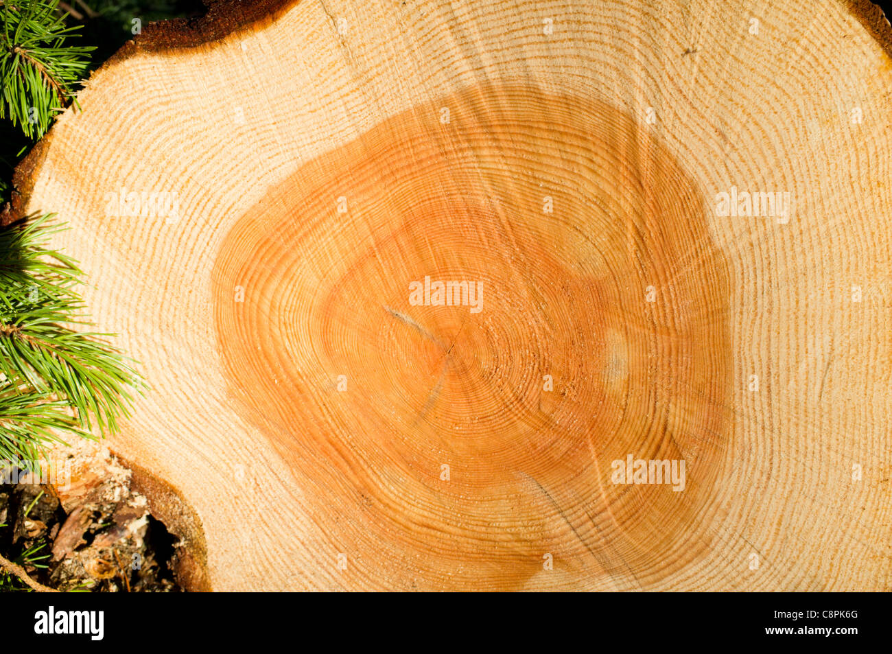 Plant Stem Cross Section Stock Photos & Plant Stem Cross Section Stock ...