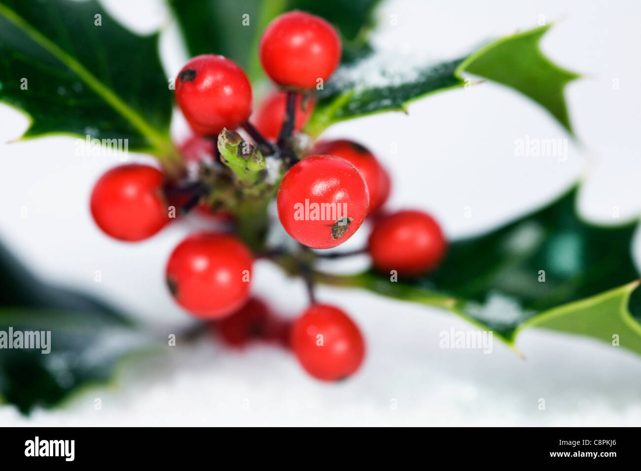 Spiky berries hi-res stock photography and images - Alamy