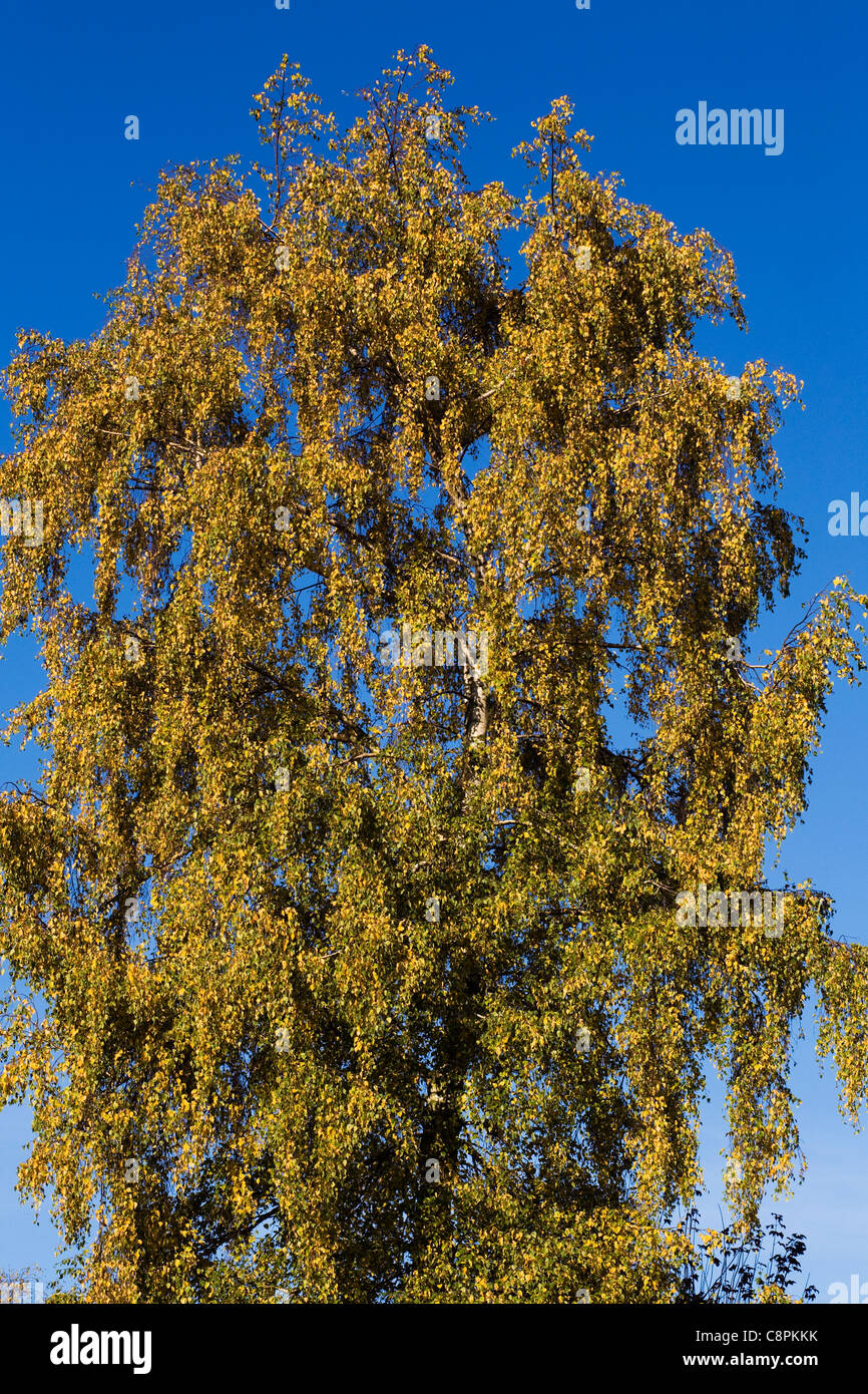 Silver birches tree hi-res stock photography and images - Alamy