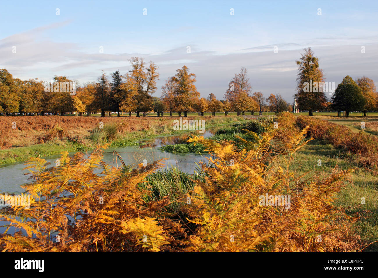 Bushy Park is one of London's Royal Parks near Hampton Court in south ...