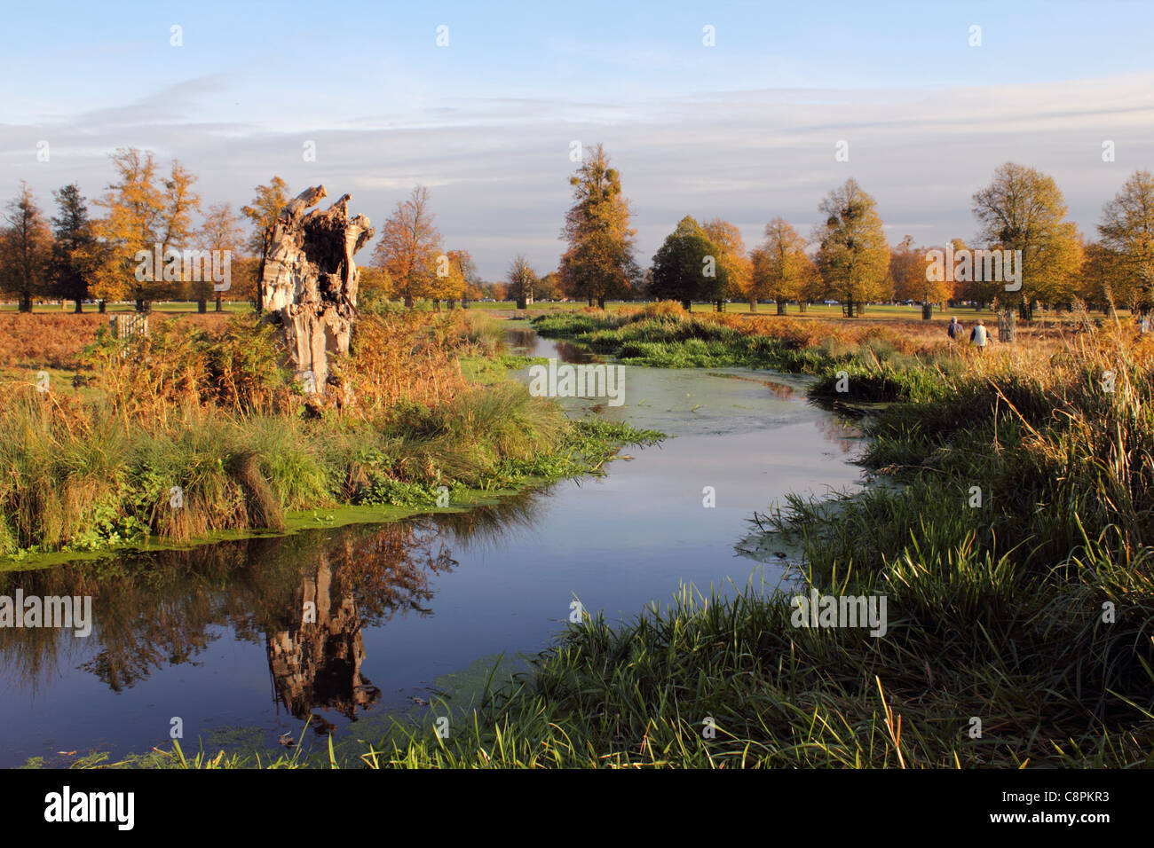 The Longford River in Bushy Park, one of London's Royal Parks near ...