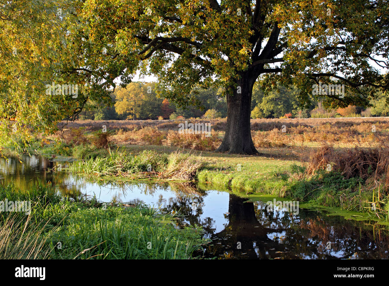 The Longford River in Bushy Park, one of London's Royal Parks near ...