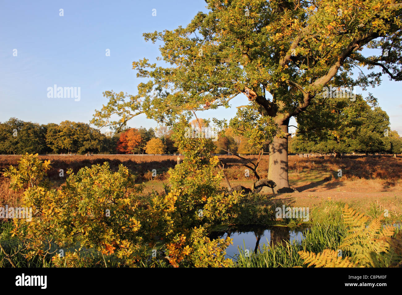 Bushy Park is one of London's Royal Parks near Hampton Court in south ...