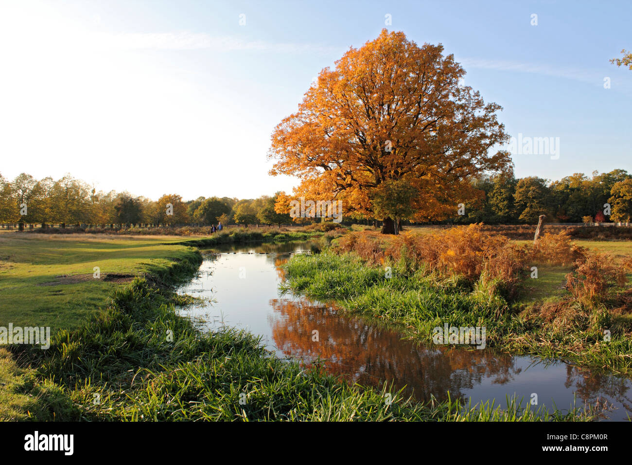 The Longford River in Bushy Park, one of London's Royal Parks near ...