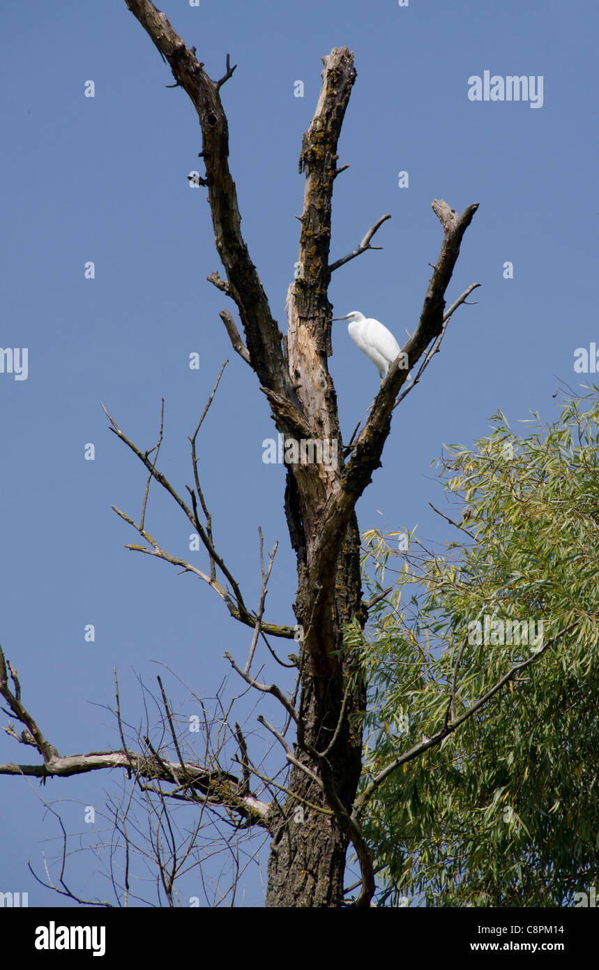 National bird of romania hi-res stock photography and images - Alamy