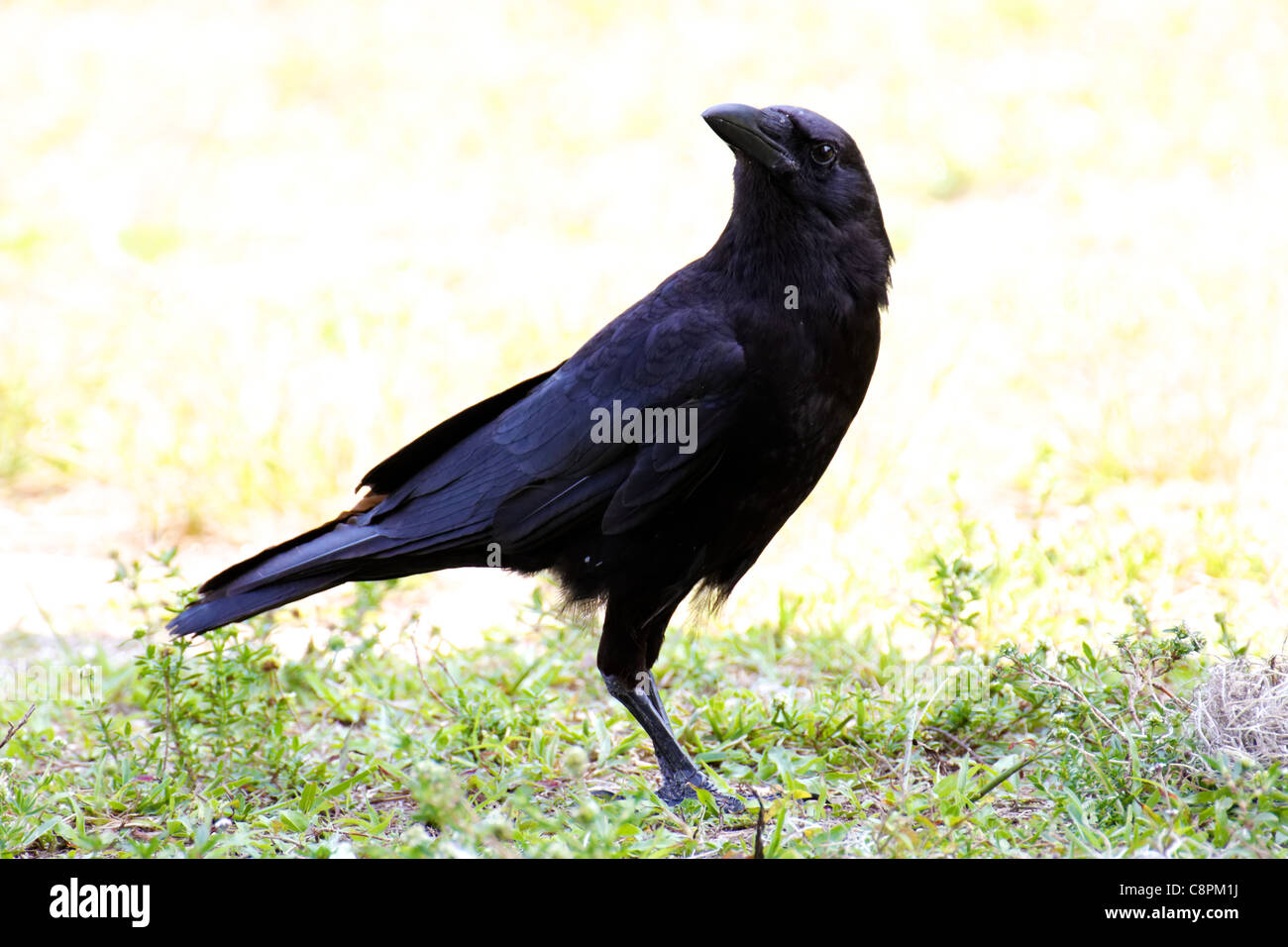 A black American crow eying the camera suspiciously in the Everglades ...