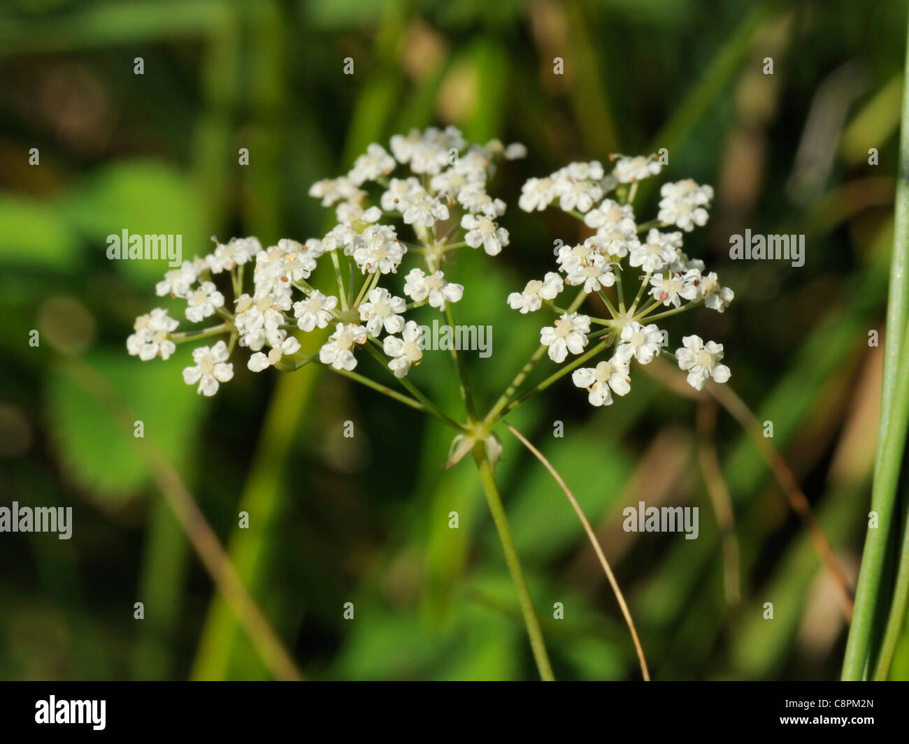 Whorled hi-res stock photography and images - Alamy