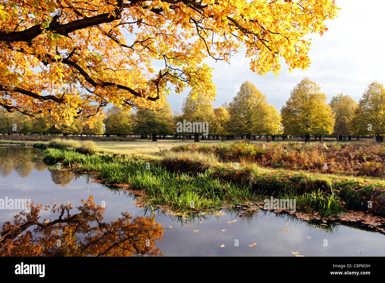 The Longford River in Bushy Park, one of London's Royal Parks near ...