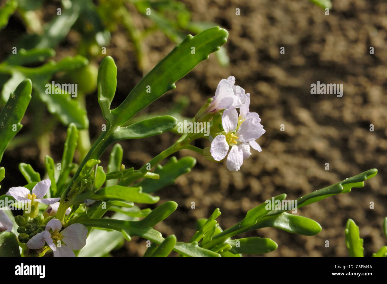 Sea rocket plant hi-res stock photography and images - Alamy
