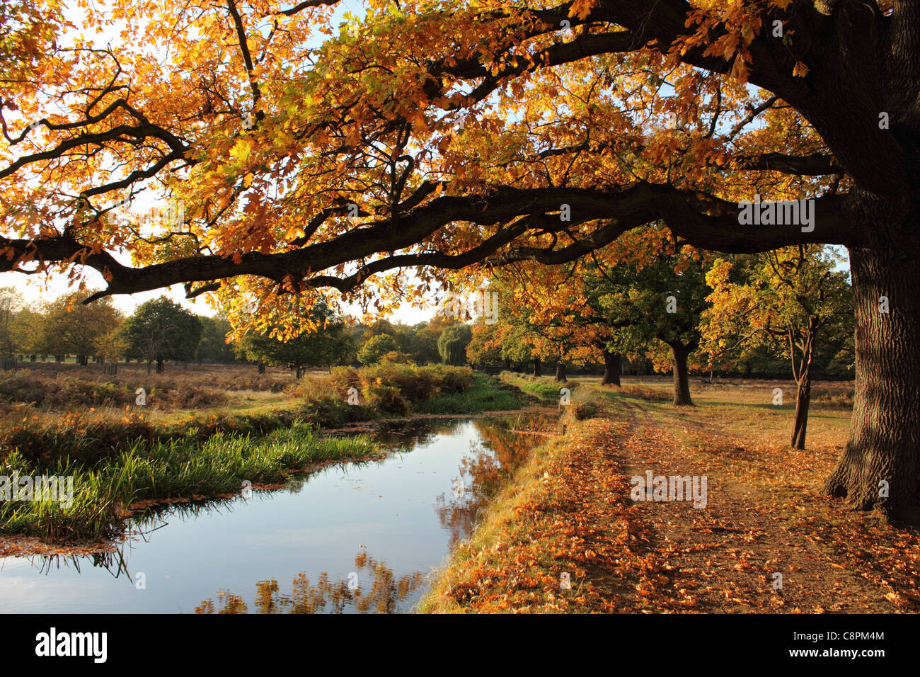 The Longford River in Bushy Park, one of London's Royal Parks near ...