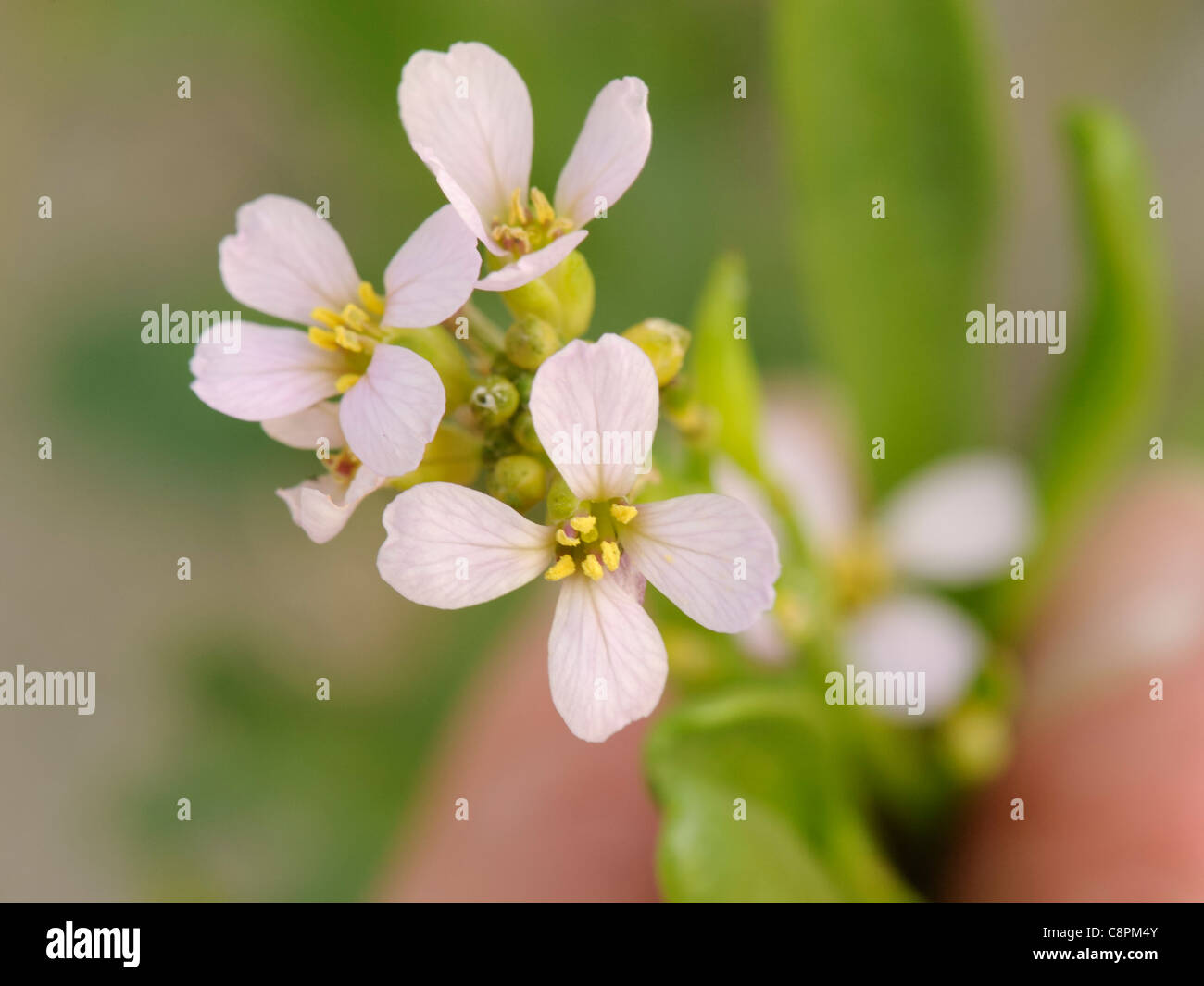 Sea Rocket, Cakile maritima Stock Photo - Alamy