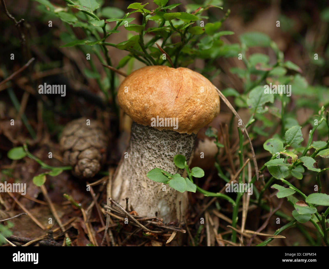 Red fungis hi-res stock photography and images - Alamy