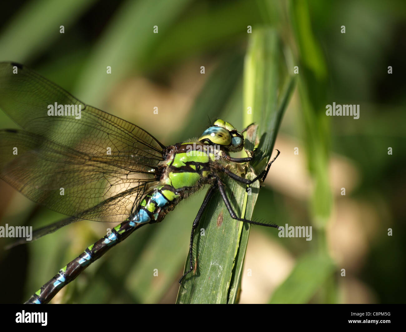 Southern Hawker / Blue Darner / Aeshna cyanea / dragonfly / Blaugrüne ...