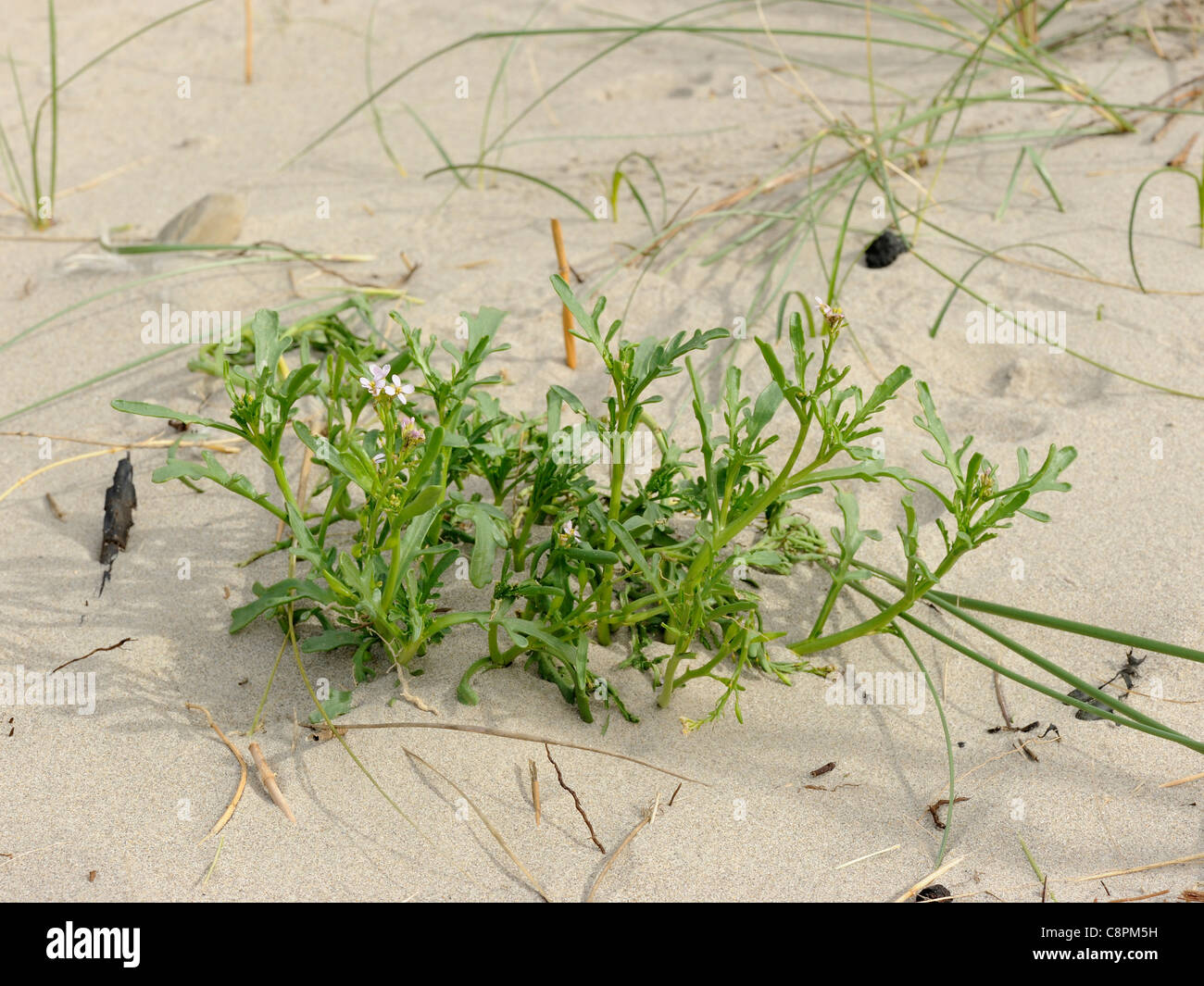 Sea Rocket, Cakile maritima Stock Photo - Alamy