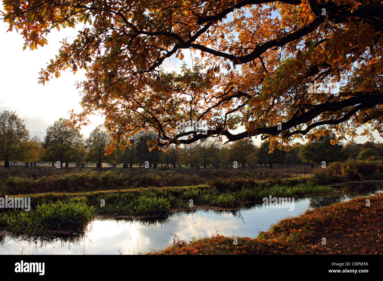 The Longford River in Bushy Park, one of London's Royal Parks near ...