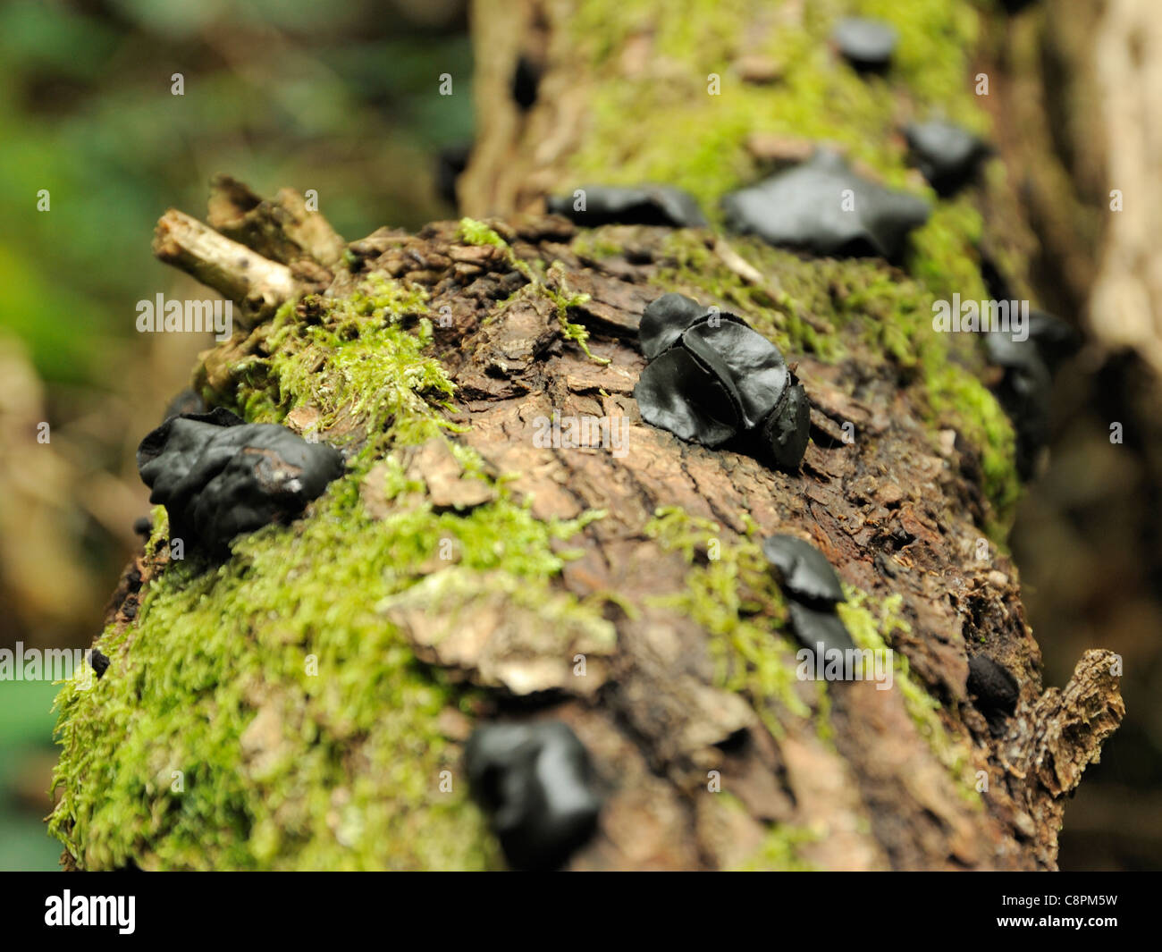 Black Bulgar, bulgaria inquinans Stock Photo - Alamy