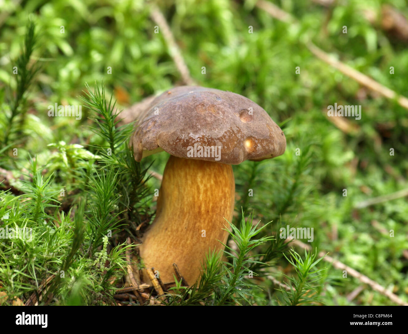 Maggots macrophoto hi-res stock photography and images - Alamy