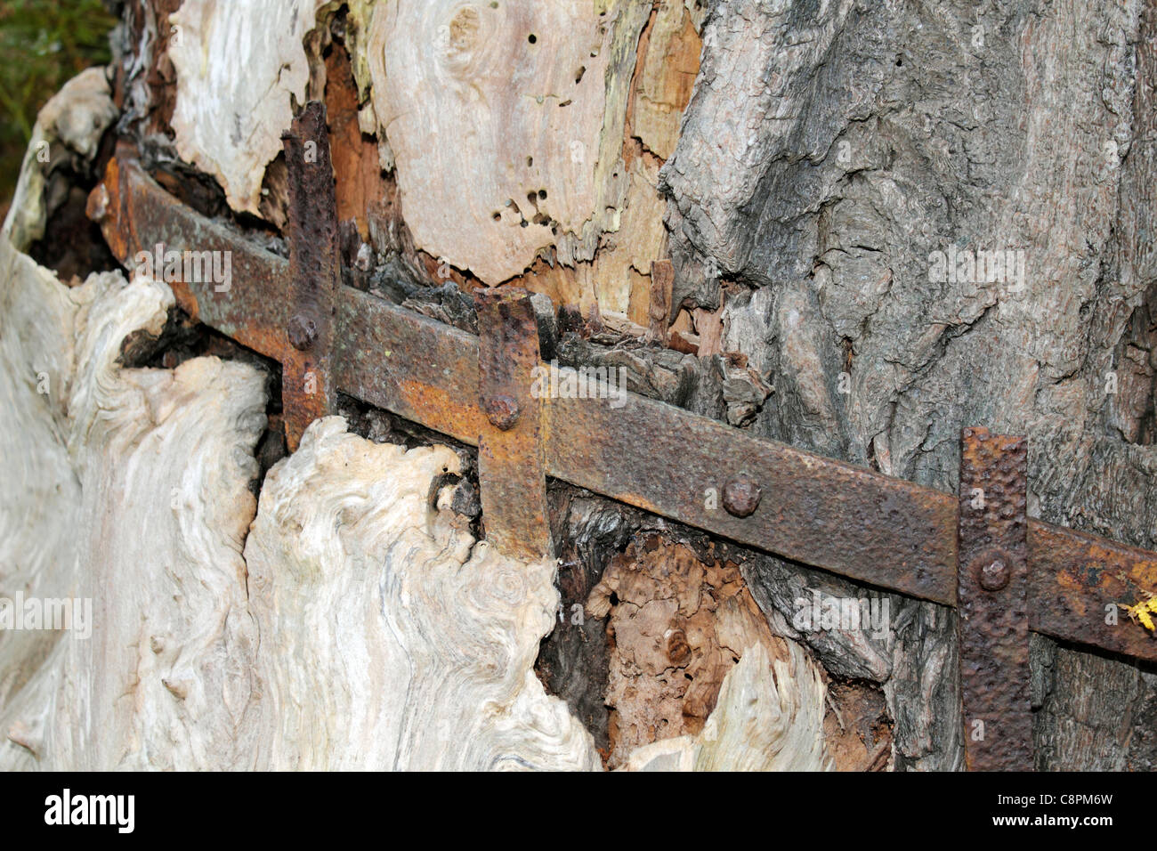 Embedded in tree hi-res stock photography and images - Alamy