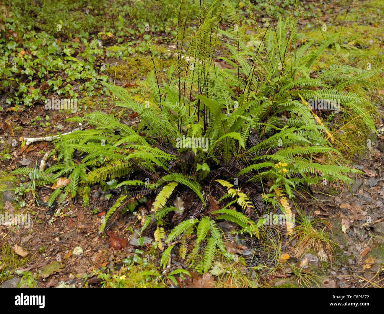 Hard-fern, Blechnum spicant Stock Photo - Alamy