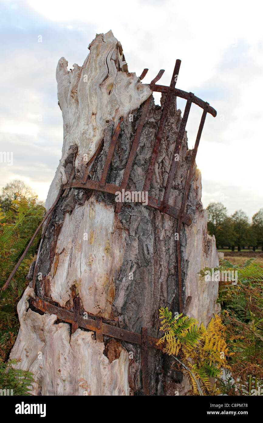 Metal strap on tree in Bushy Park is one of London's Royal Parks near ...