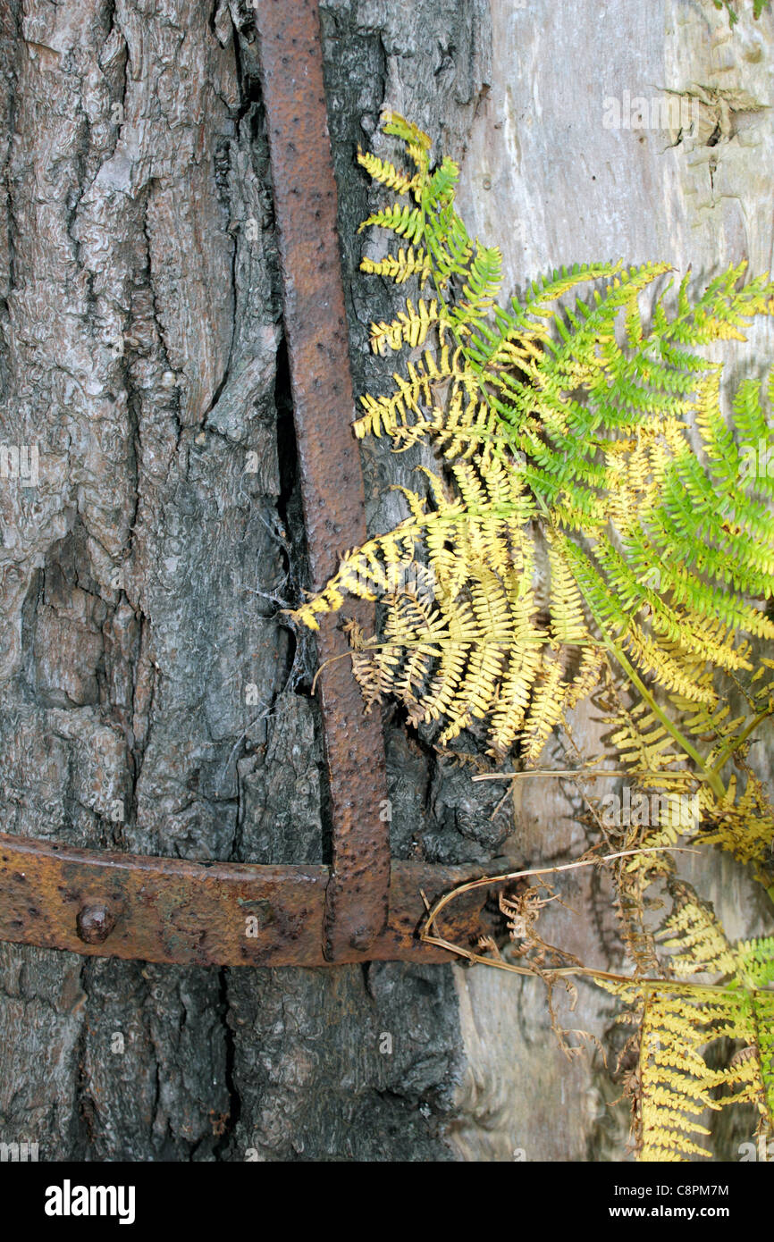 Metal strap on tree in Bushy Park is one of London's Royal Parks near ...