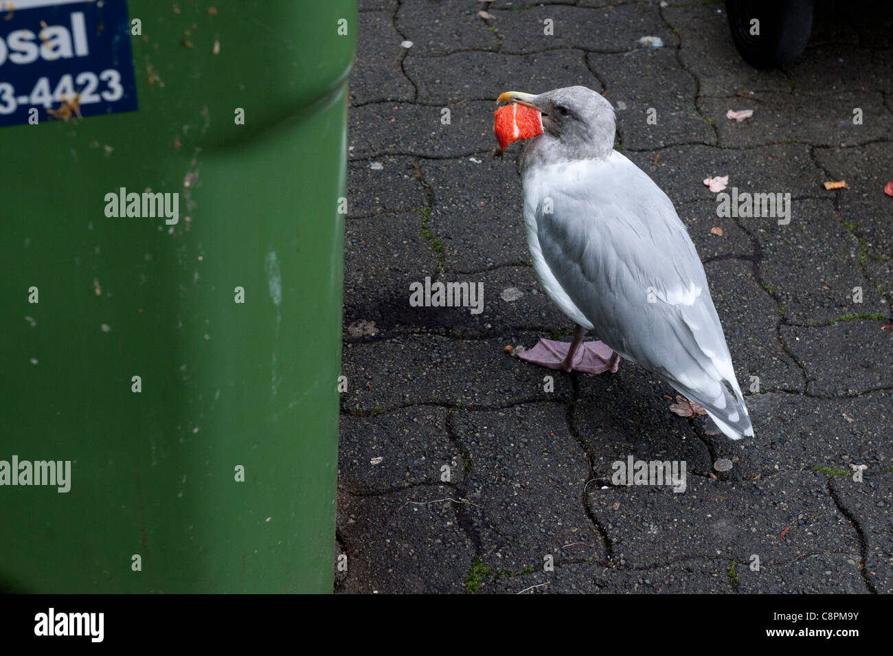 Seagull carrying scrap salmon Stock Photo - Alamy