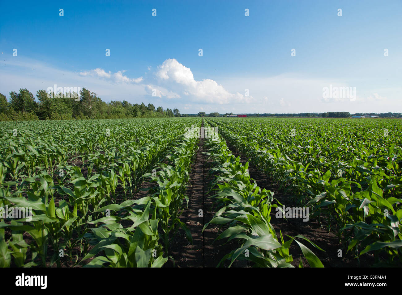 Rows of Corn Under a Blue Sky with White Puffy Clouds Stock Photo - Alamy